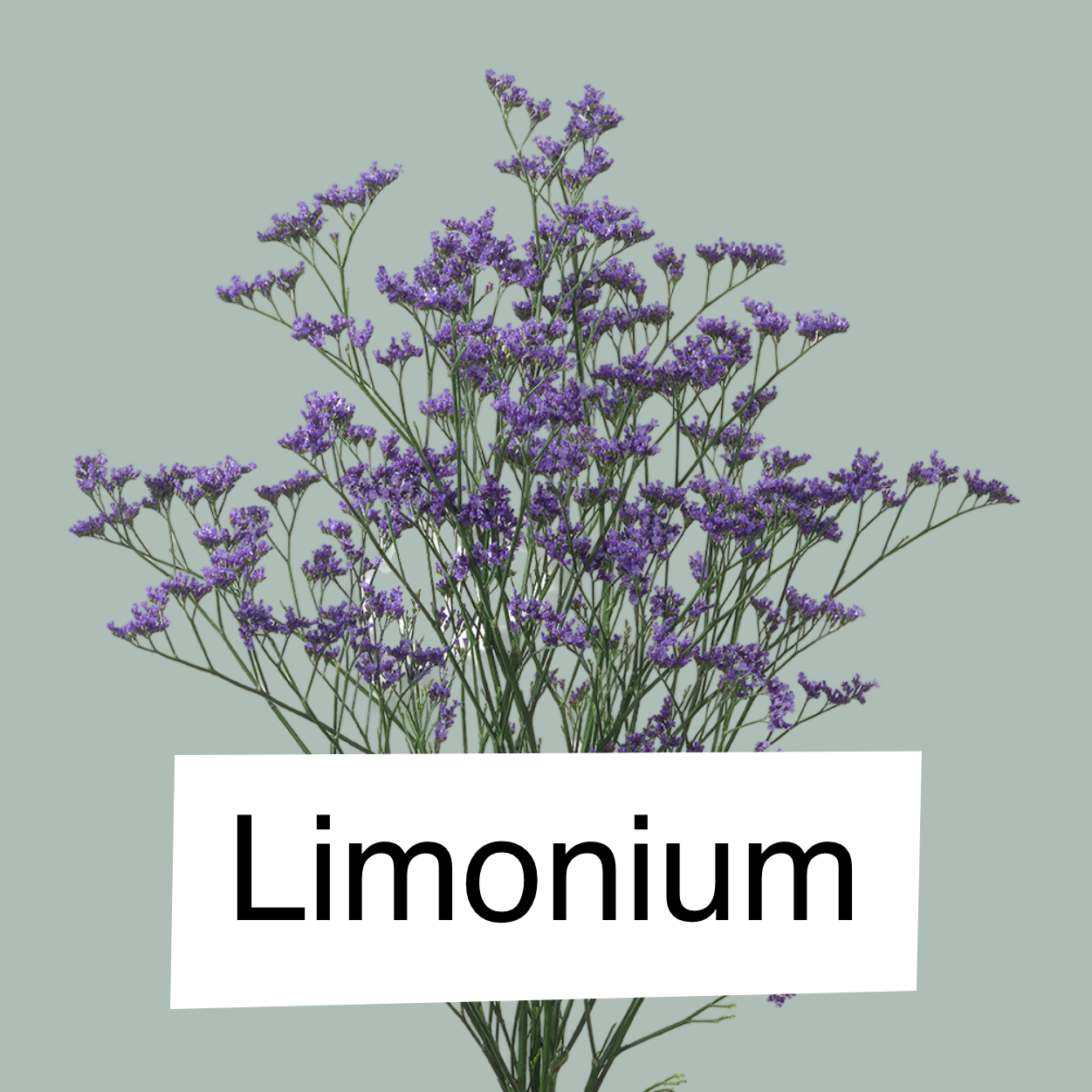 Limonium – All Occasions Wholesale