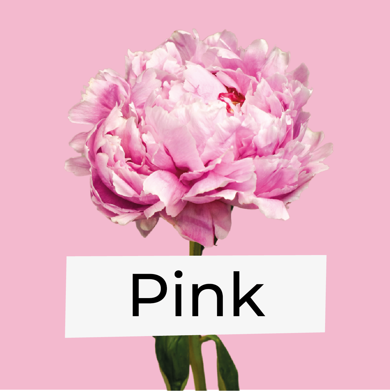 Pink Flowers – All Occasions Wholesale