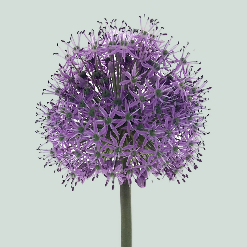 Allium Stratos (10 Stems) – All Occasions Wholesale