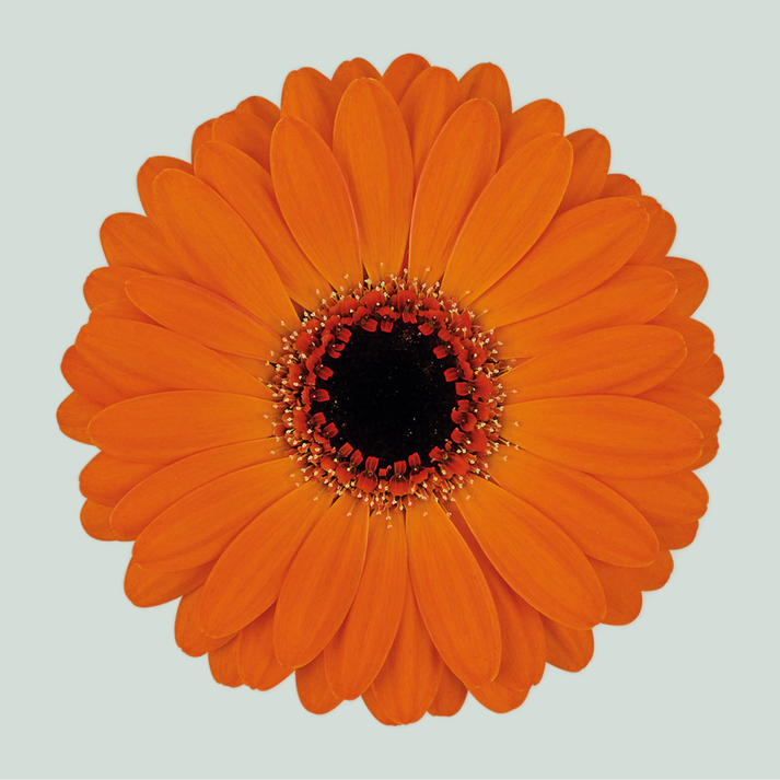 Germini Allure (20 Stems) – All Occasions Wholesale