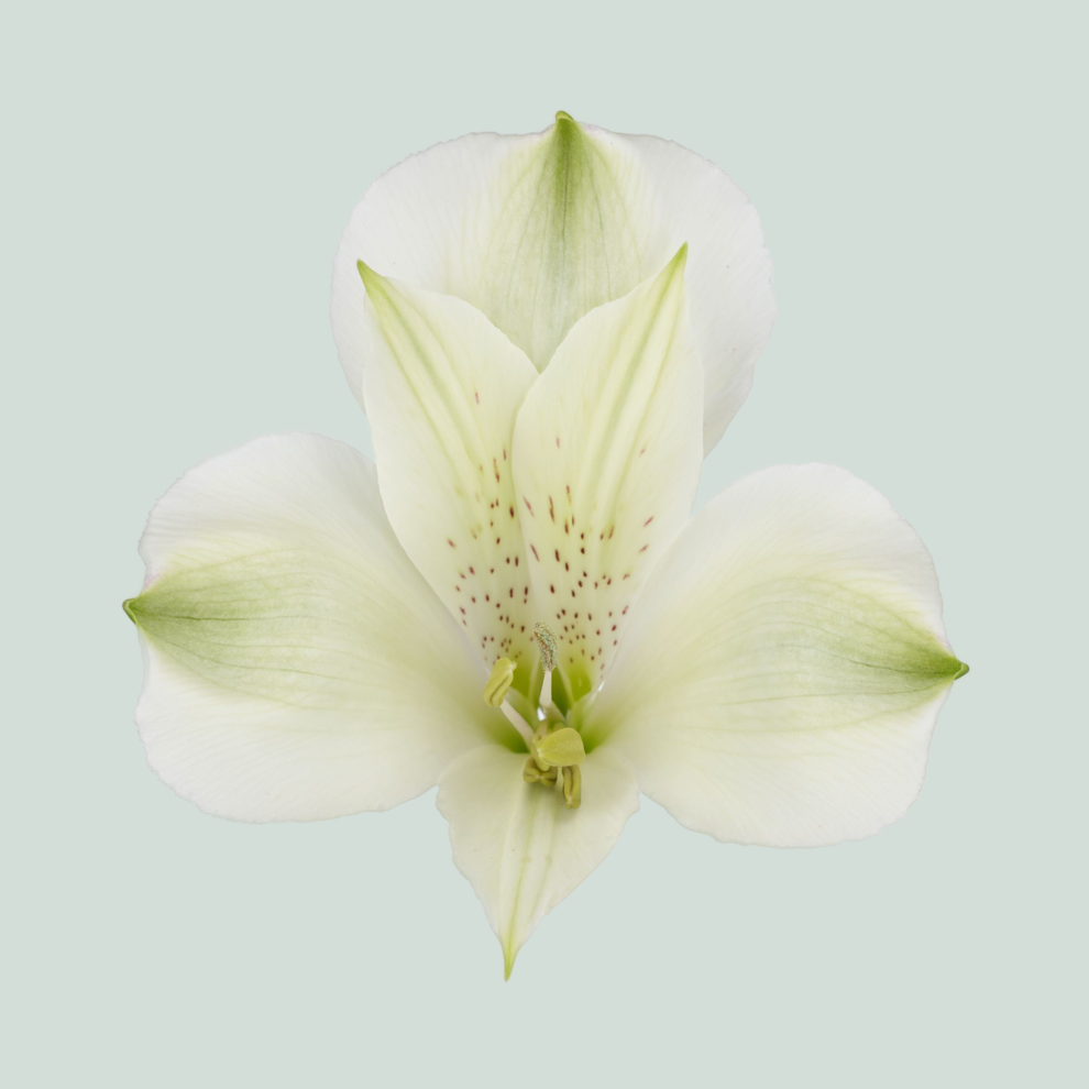 Alstroemeria Bright Star (10 Stems) – All Occasions Wholesale