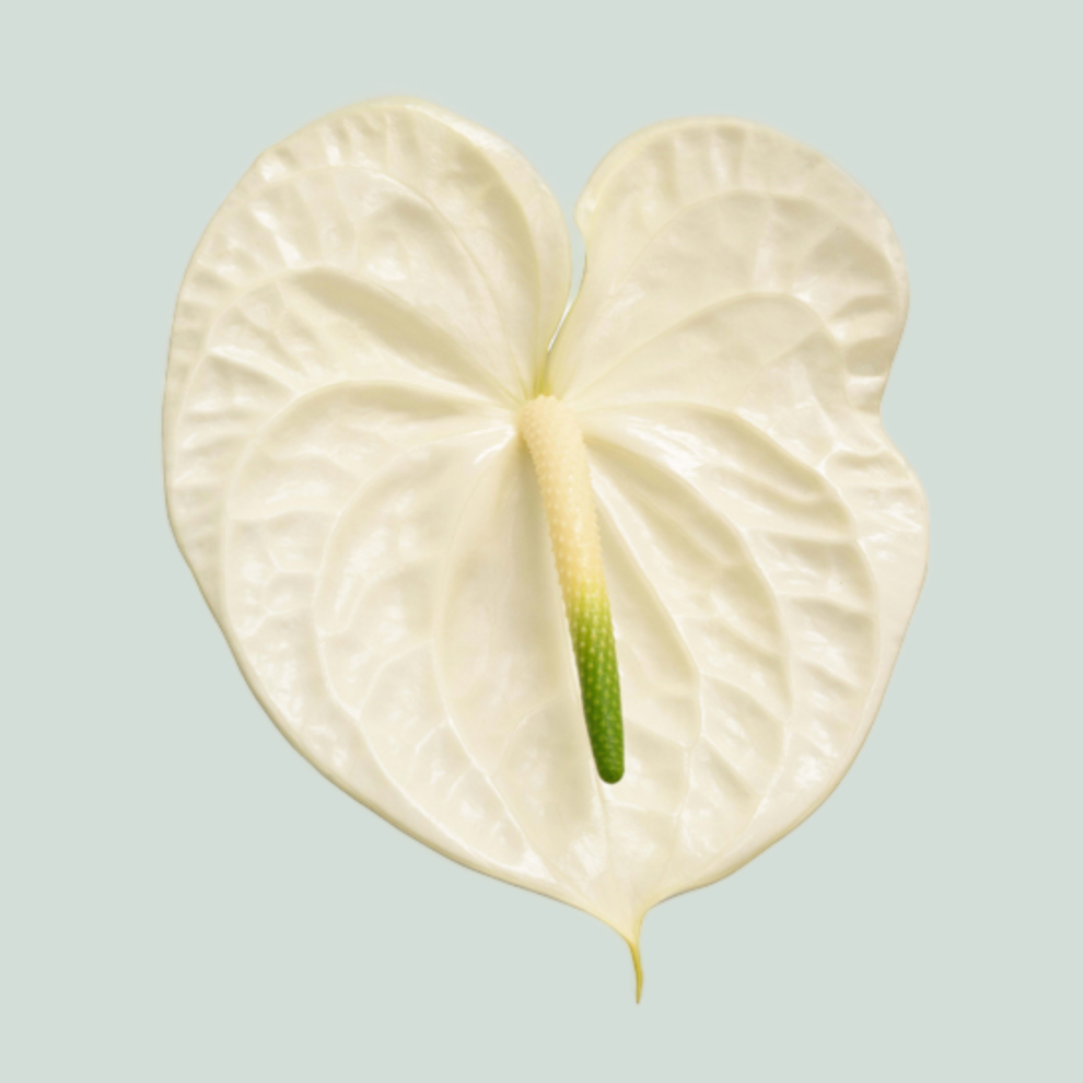 Anthurium Graciosa – All Occasions Wholesale