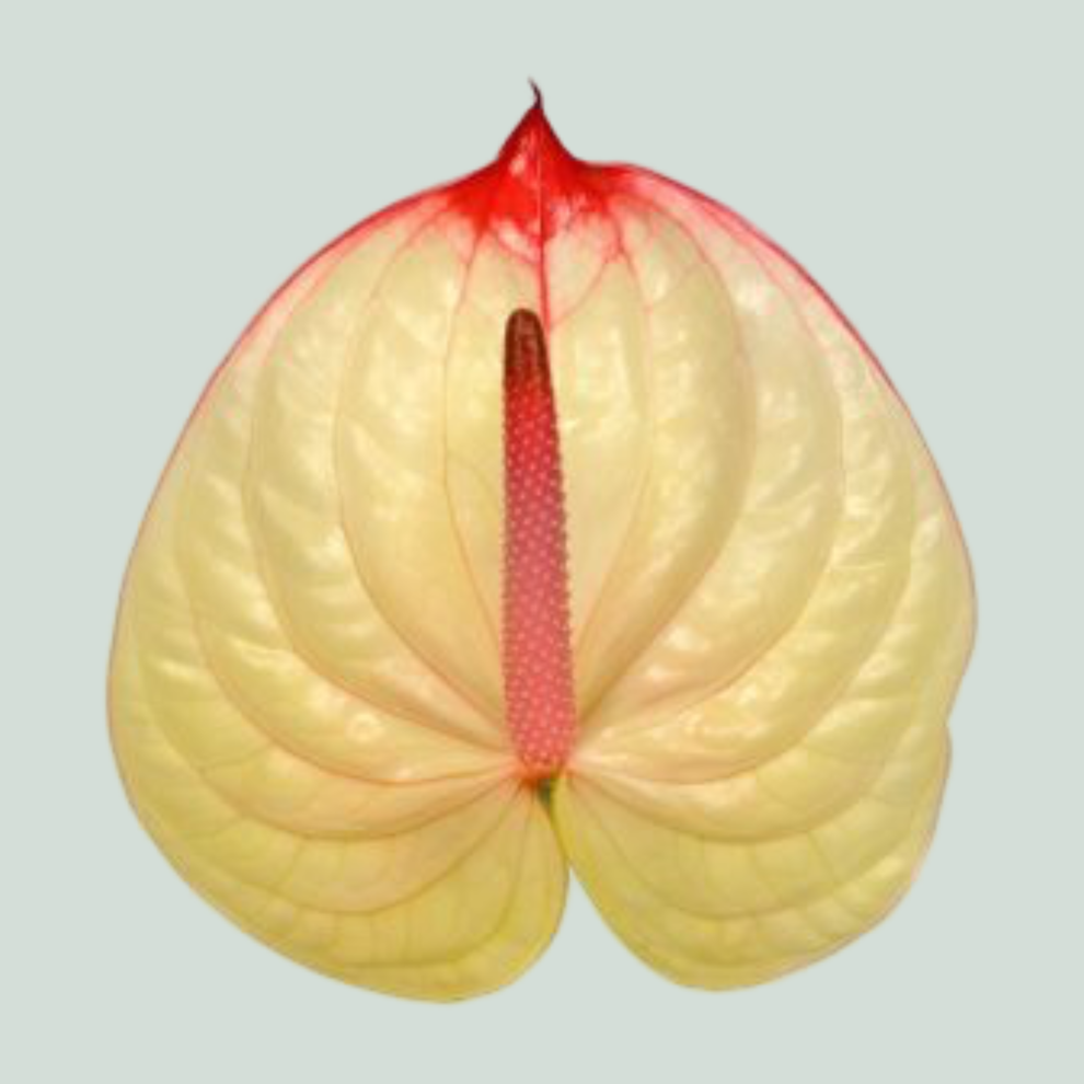 Anthurium Kaseko (10 Stems) – All Occasions Wholesale