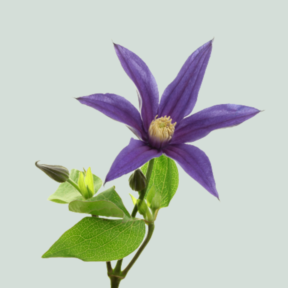 Clematis Amazing Oslo (10 Stems) – All Occasions Wholesale