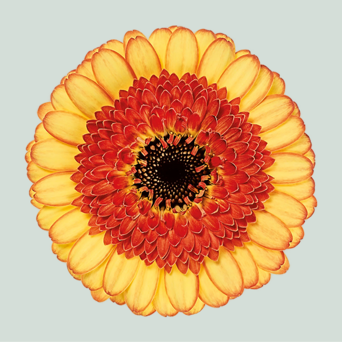 Germini Decora (20 Stems) – All Occasions Wholesale