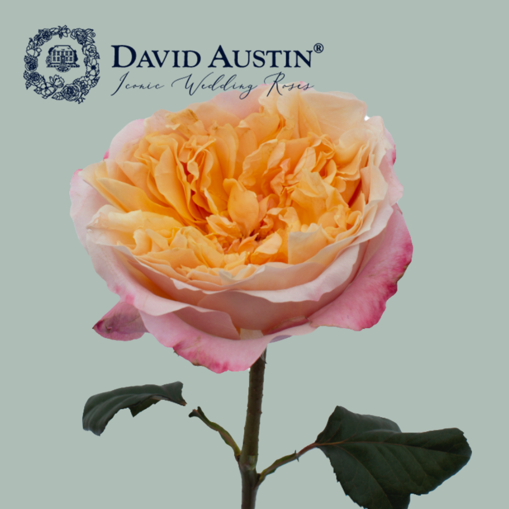 David Austin Edith Rose (24 Stems) – All Occasions Wholesale