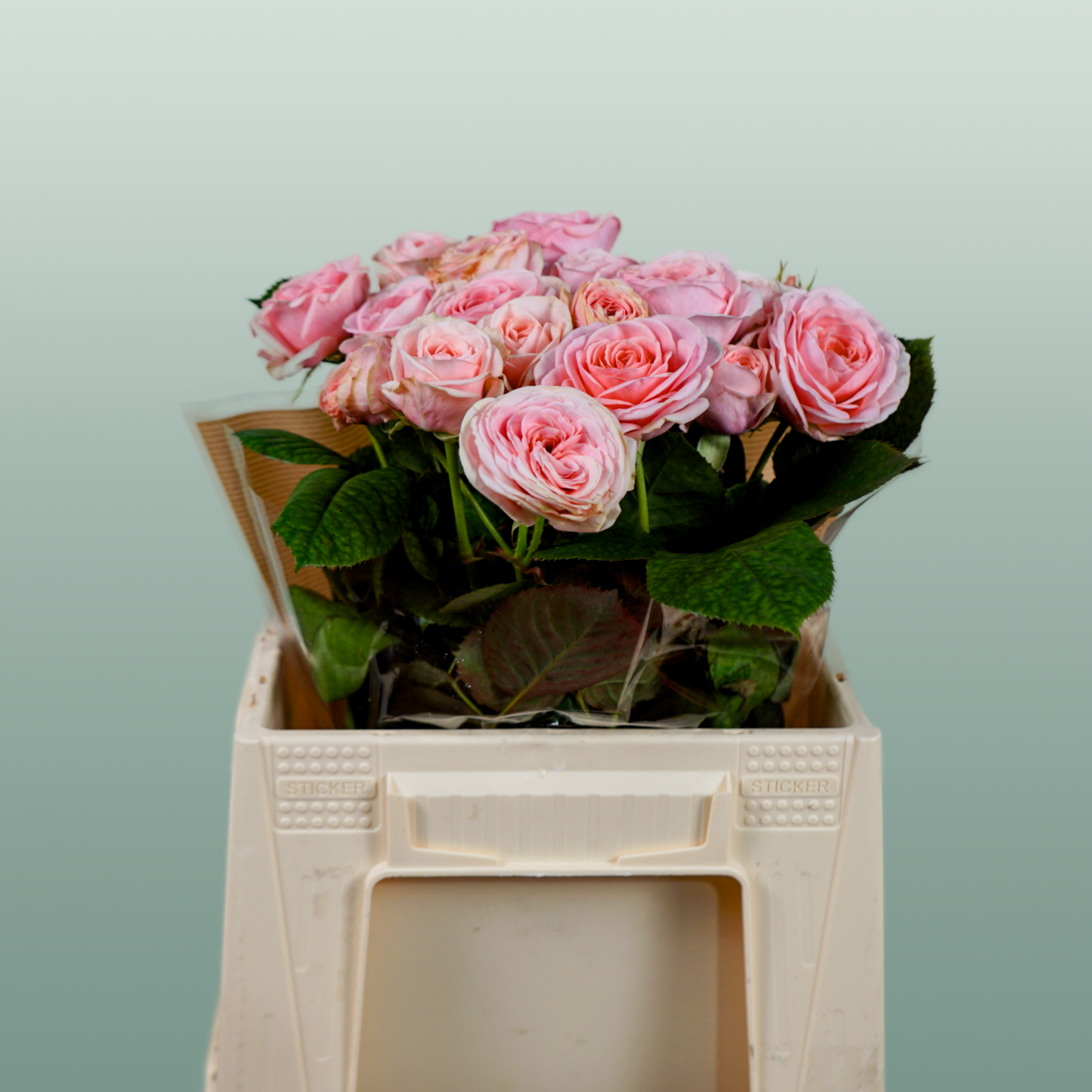 Spray Rose Fatal Attra – All Occasions Wholesale