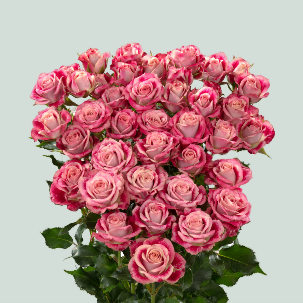 Rose Flinders Lane (Spray) (10 Stems) – All Occasions Wholesale