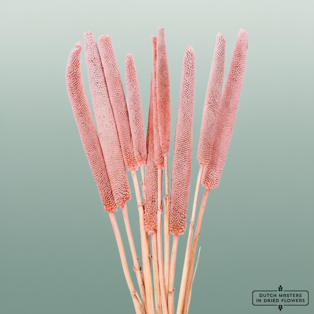 Dried Babala Pink – All Occasions Wholesale