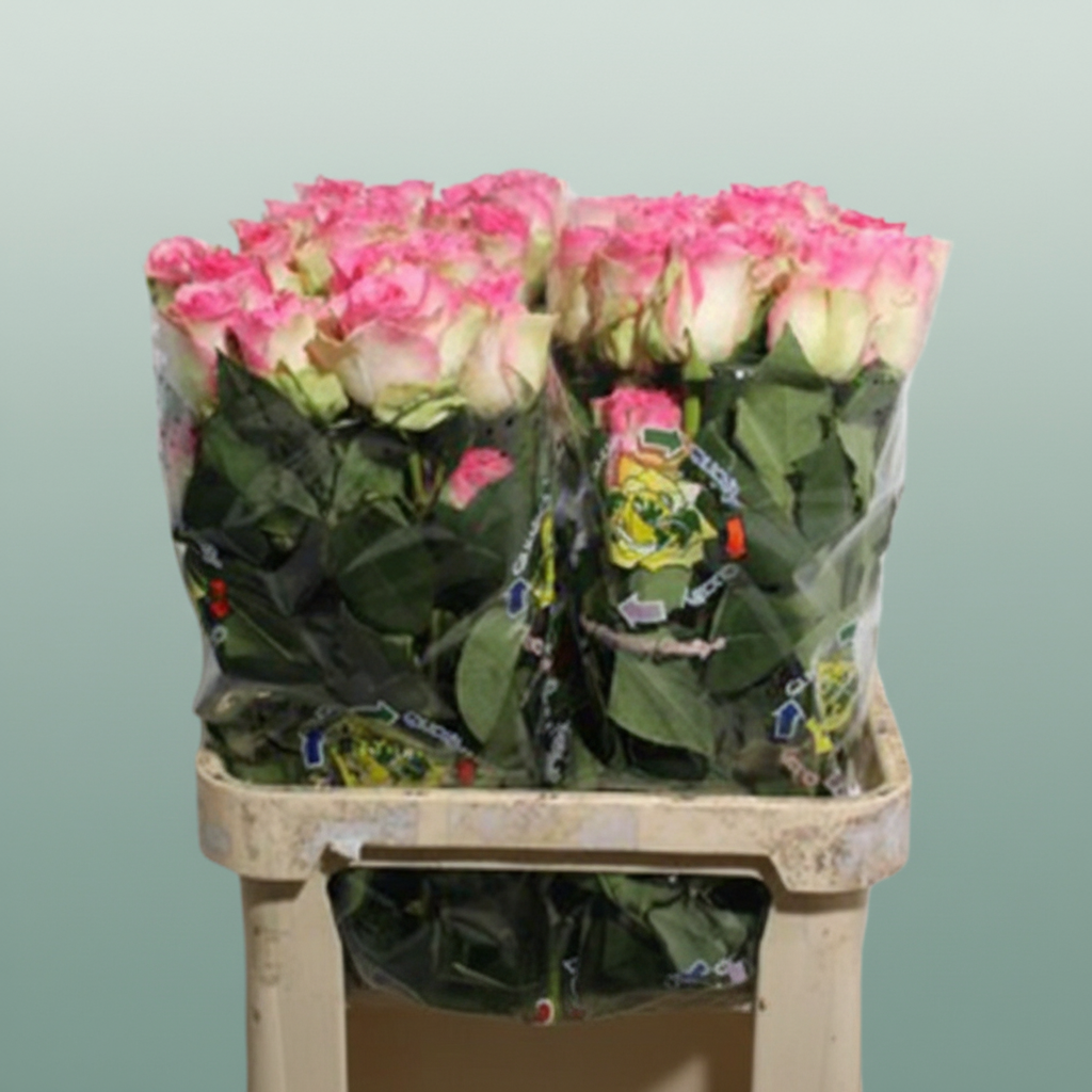 Rose Eq Malibu – All Occasions Wholesale