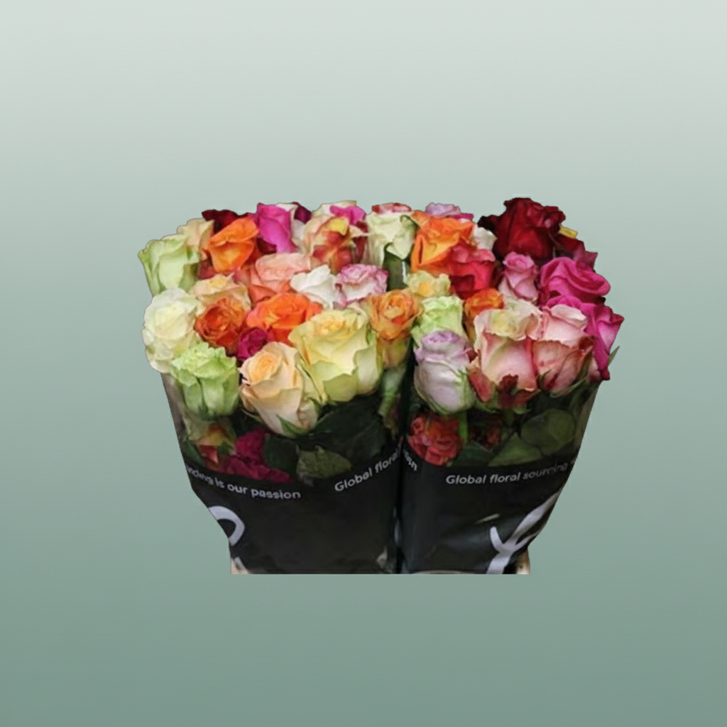 Rose Eq Mix Rainbow – All Occasions Wholesale