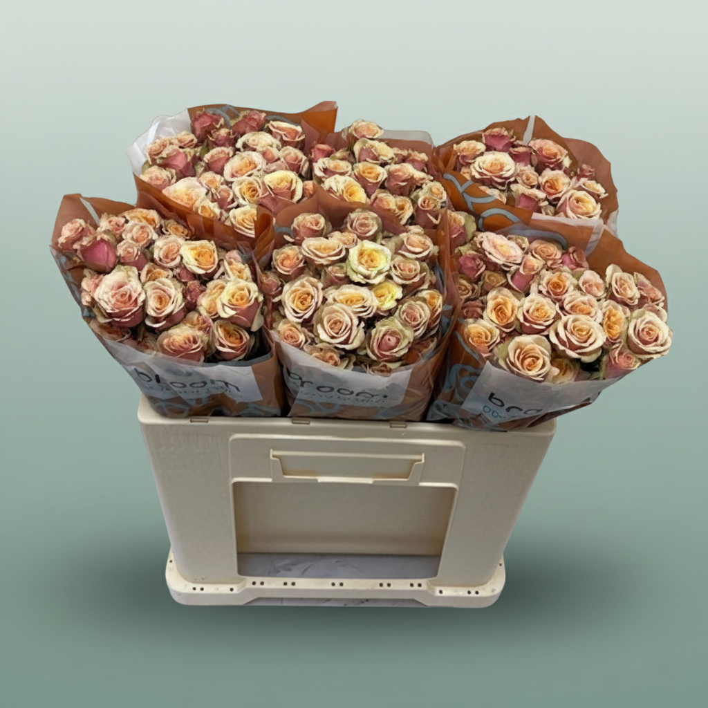 Spray Rose Antigua/desteny – All Occasions Wholesale