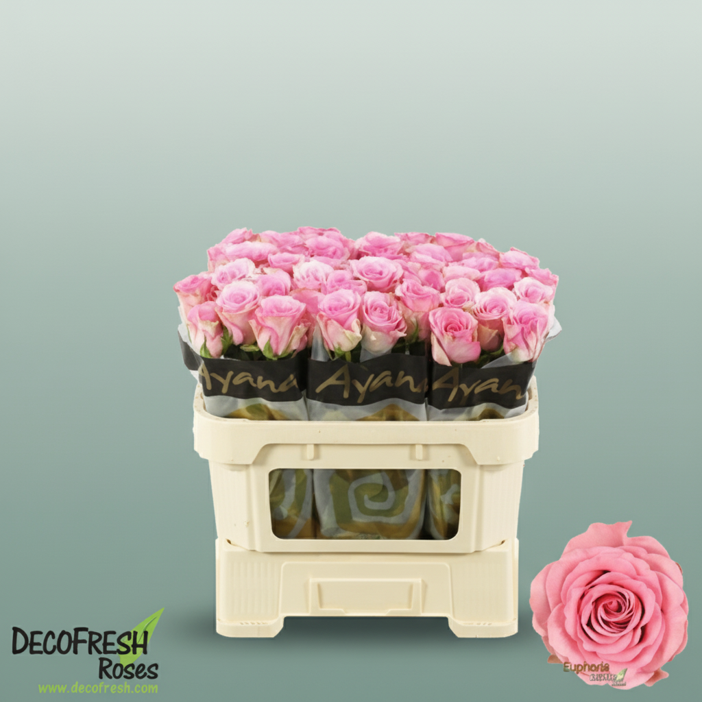 Rose Euphoria – All Occasions Wholesale