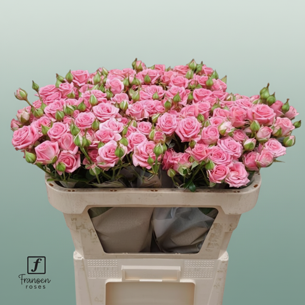 Spray Rose Emilia – All Occasions Wholesale