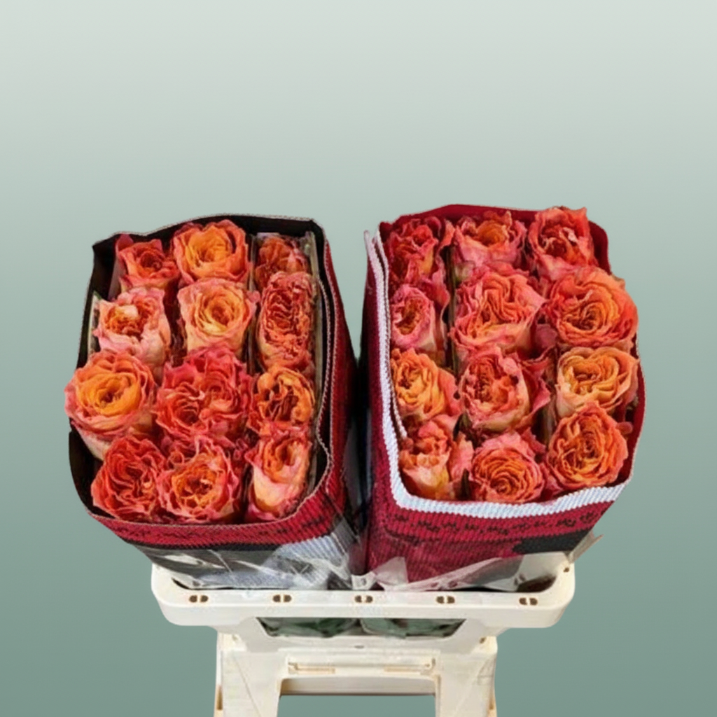 Rose Eq Free Spirit – All Occasions Wholesale