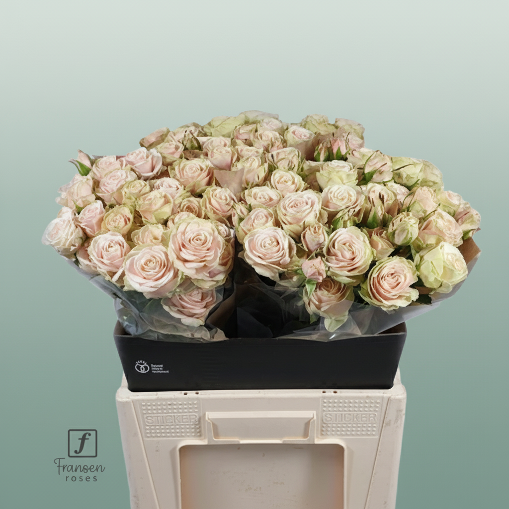 Spray Rose Whitney – All Occasions Wholesale