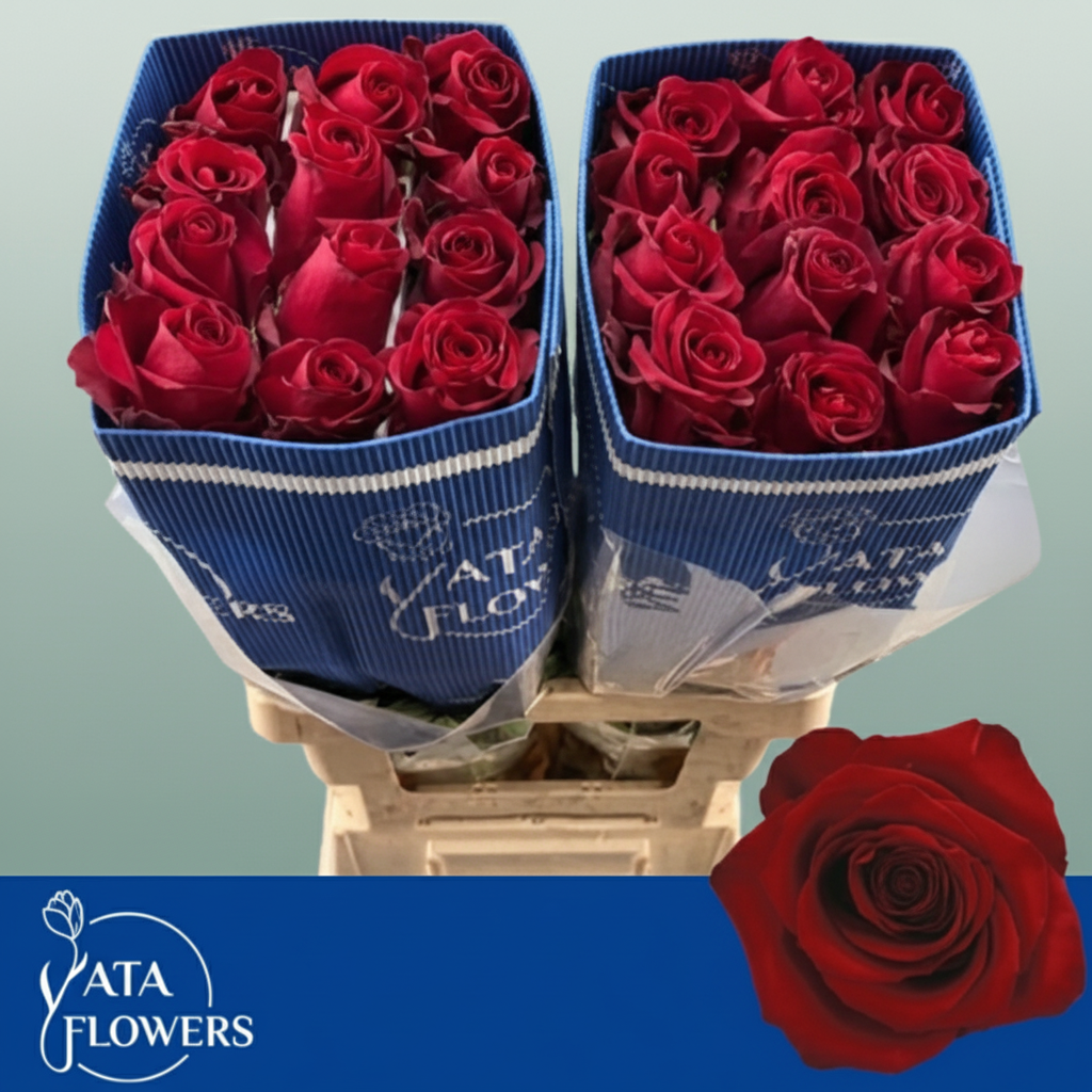 Rose Eq Explorer – All Occasions Wholesale