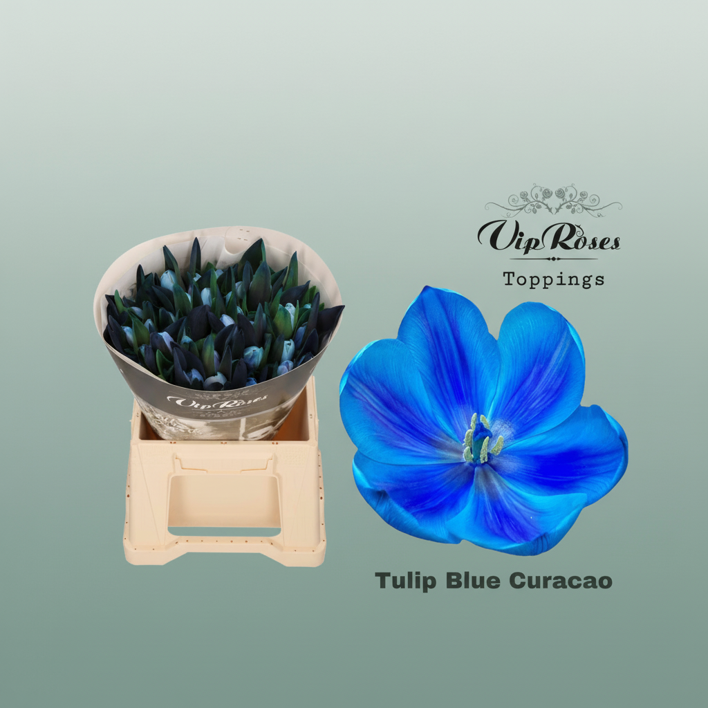 Tulip Dyed Blue Curacao – All Occasions Wholesale