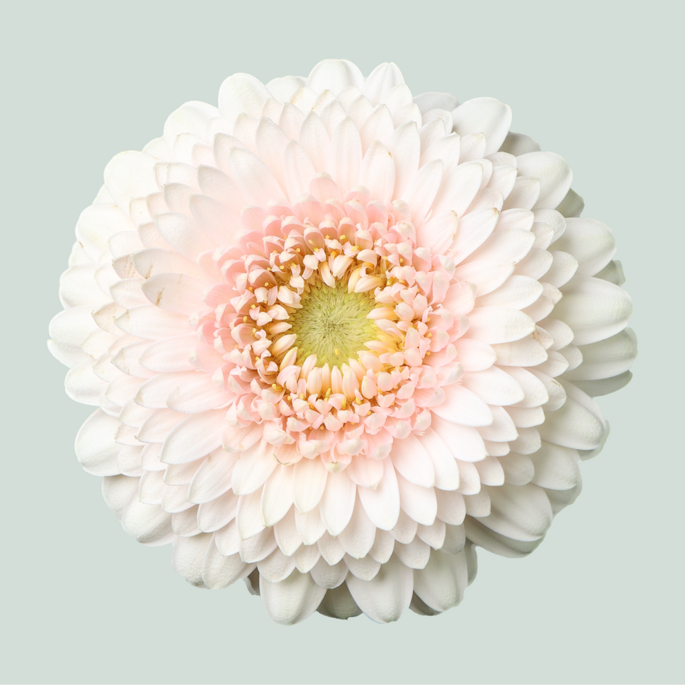 Germini Gerponi Sweetness (20 Stems) – All Occasions Wholesale