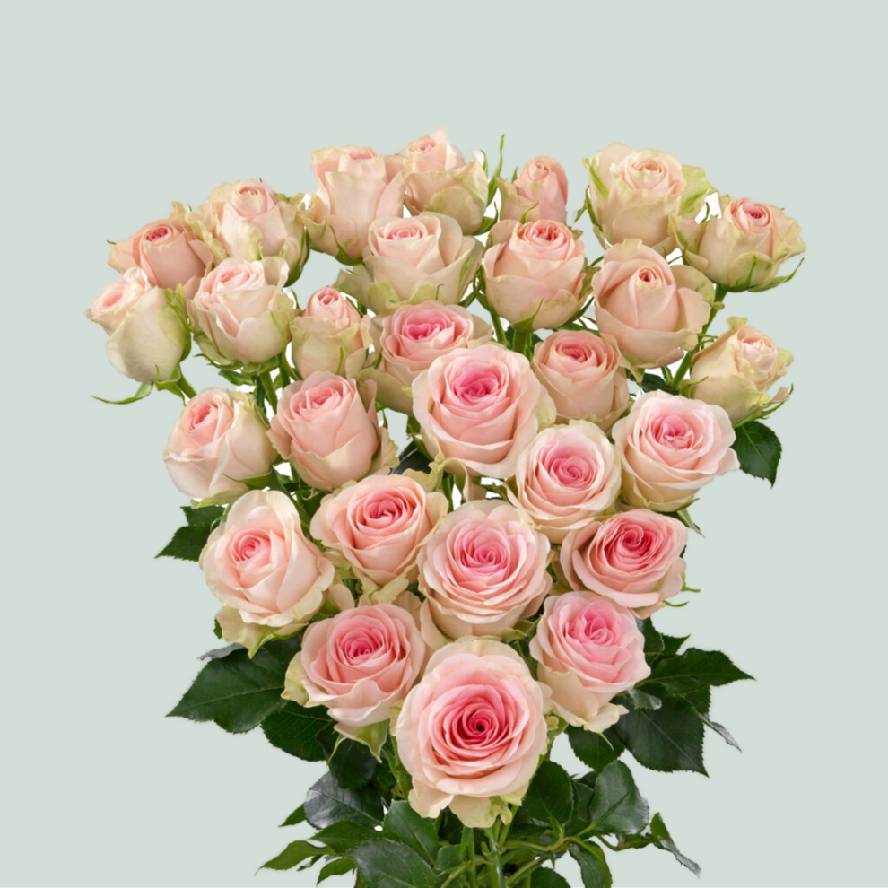 Spray Rose Good Mood (10 Stems) – All Occasions Wholesale