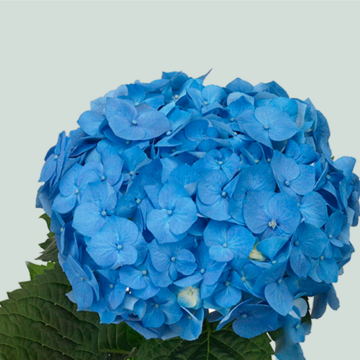 Hydrangea Bela (10 Stems) – All Occasions Wholesale