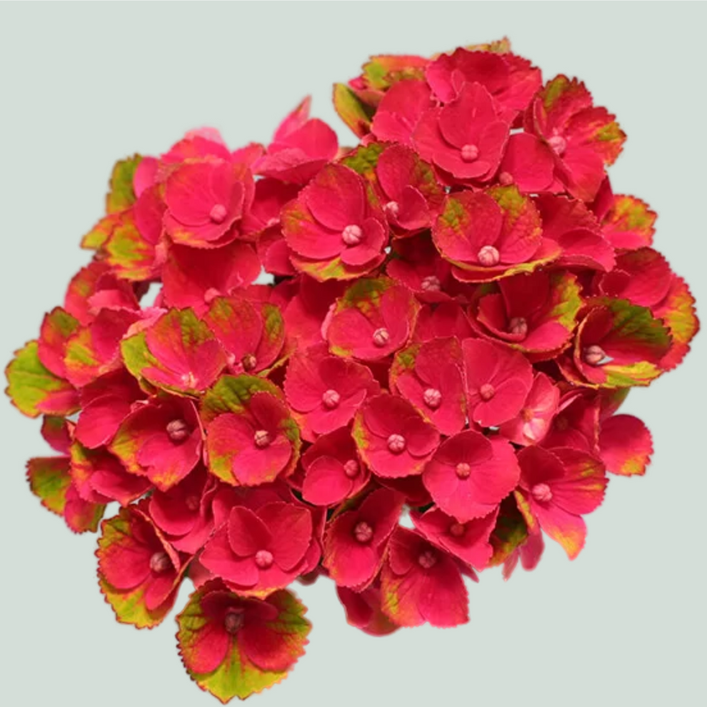 Hydrangea Charlotte Red (10 Stems) – All Occasions Wholesale