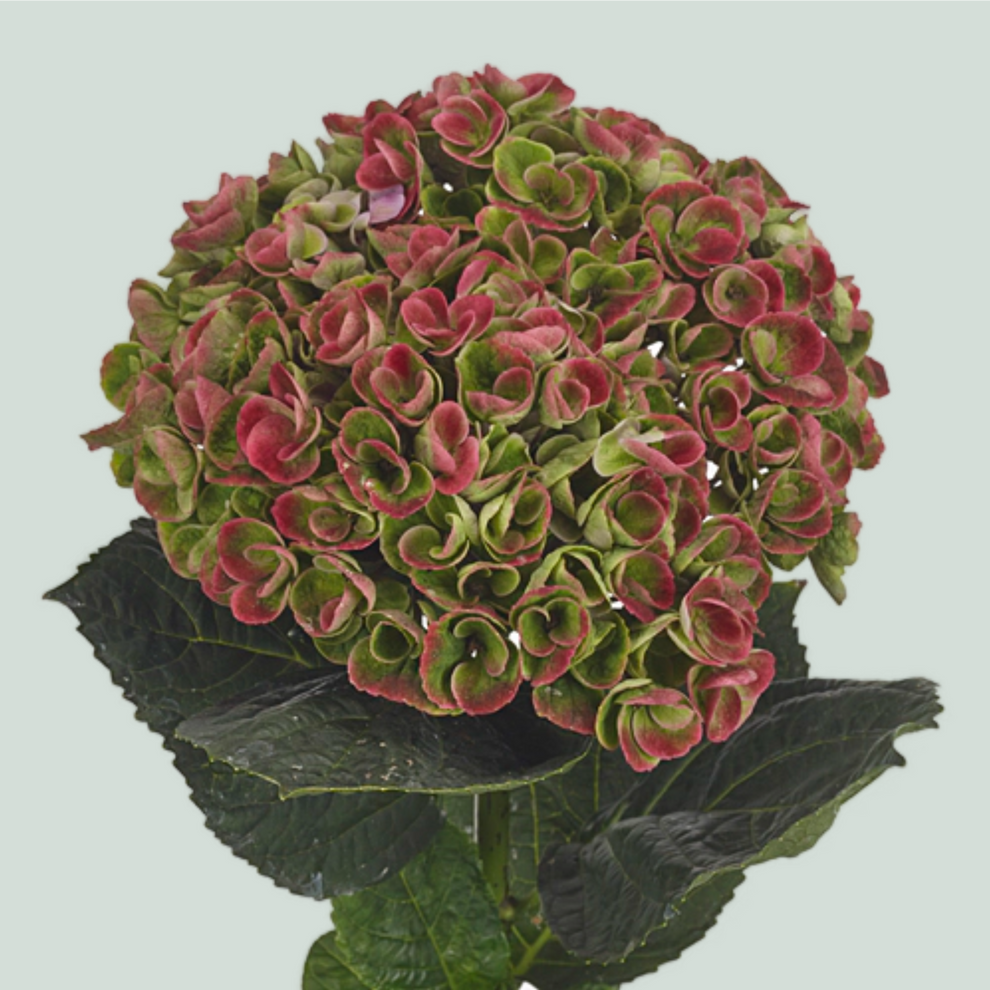 Hydrangea Magical Amazone (10 Stems) – All Occasions Wholesale