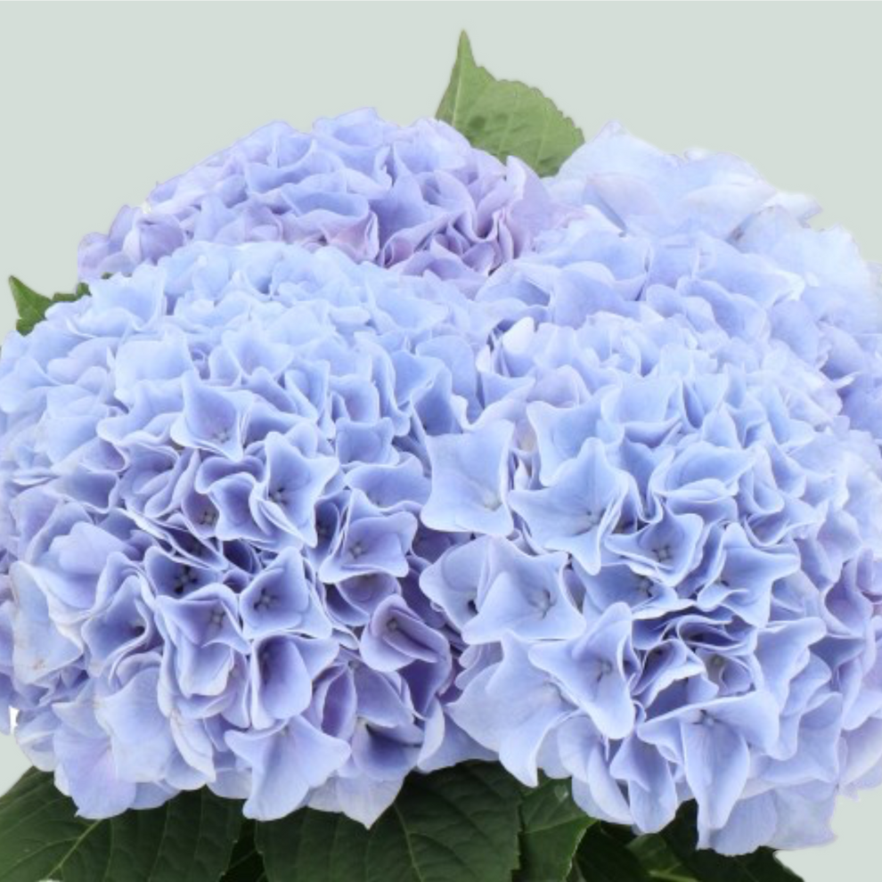 Hydrangea Magical Blue Floyd (10 Stems) – All Occasions Wholesale