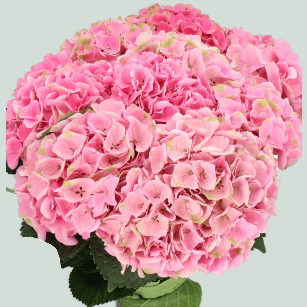 Hydrangea Magical Opal Pink (10 Stems) – All Occasions Wholesale