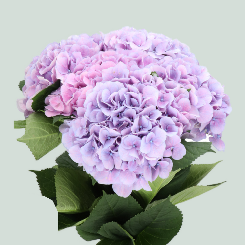 Hydrangea Marsepein Lavender (10 Stems) – All Occasions Wholesale