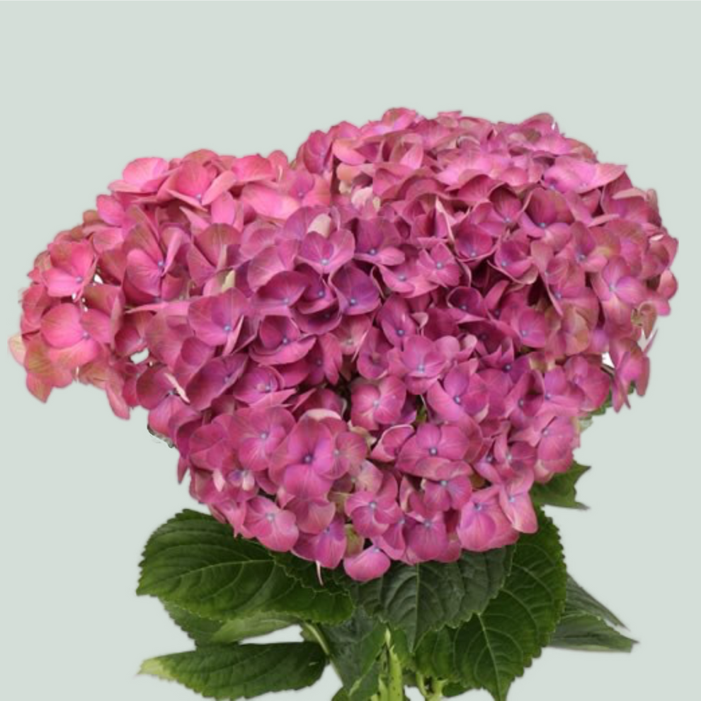 Hydrangea My Beautiful Inferno (10 Stems) – All Occasions Wholesale