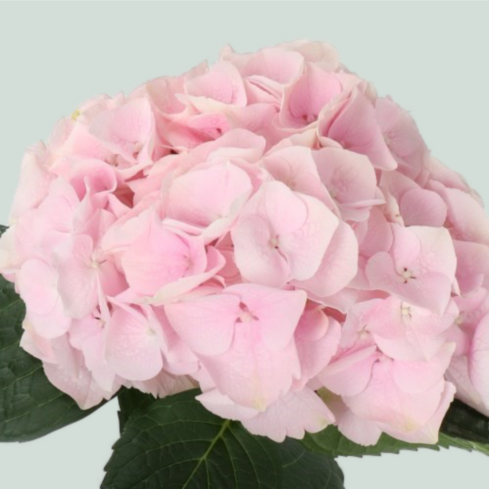 Hydrangea My Beautiful Pinktouch (10 Stems) – All Occasions Wholesale