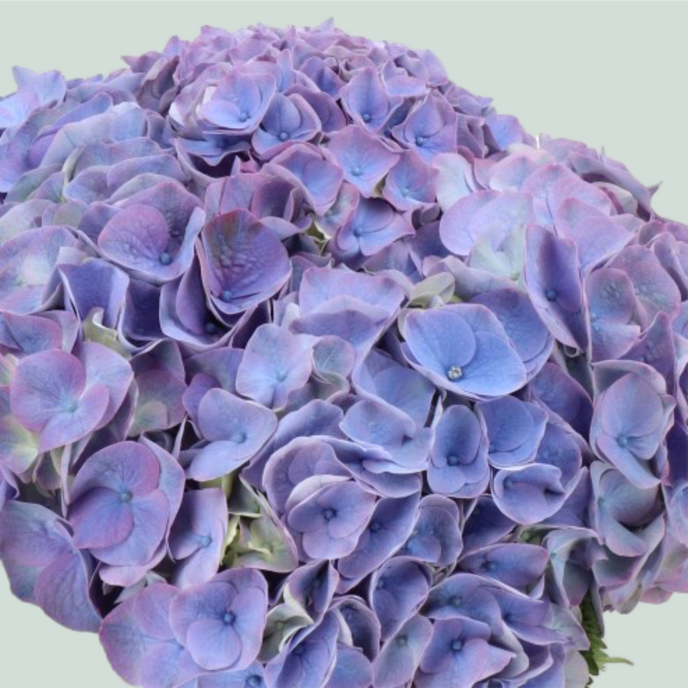 Hydrangea My Beautiful Riviera (10 Stems) – All Occasions Wholesale