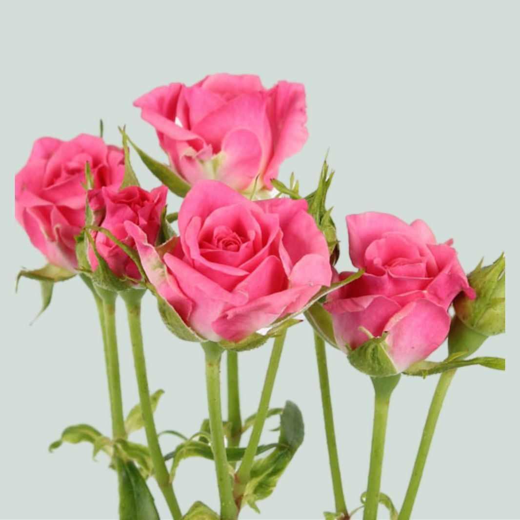 Rose Spray – All Occasions Wholesale