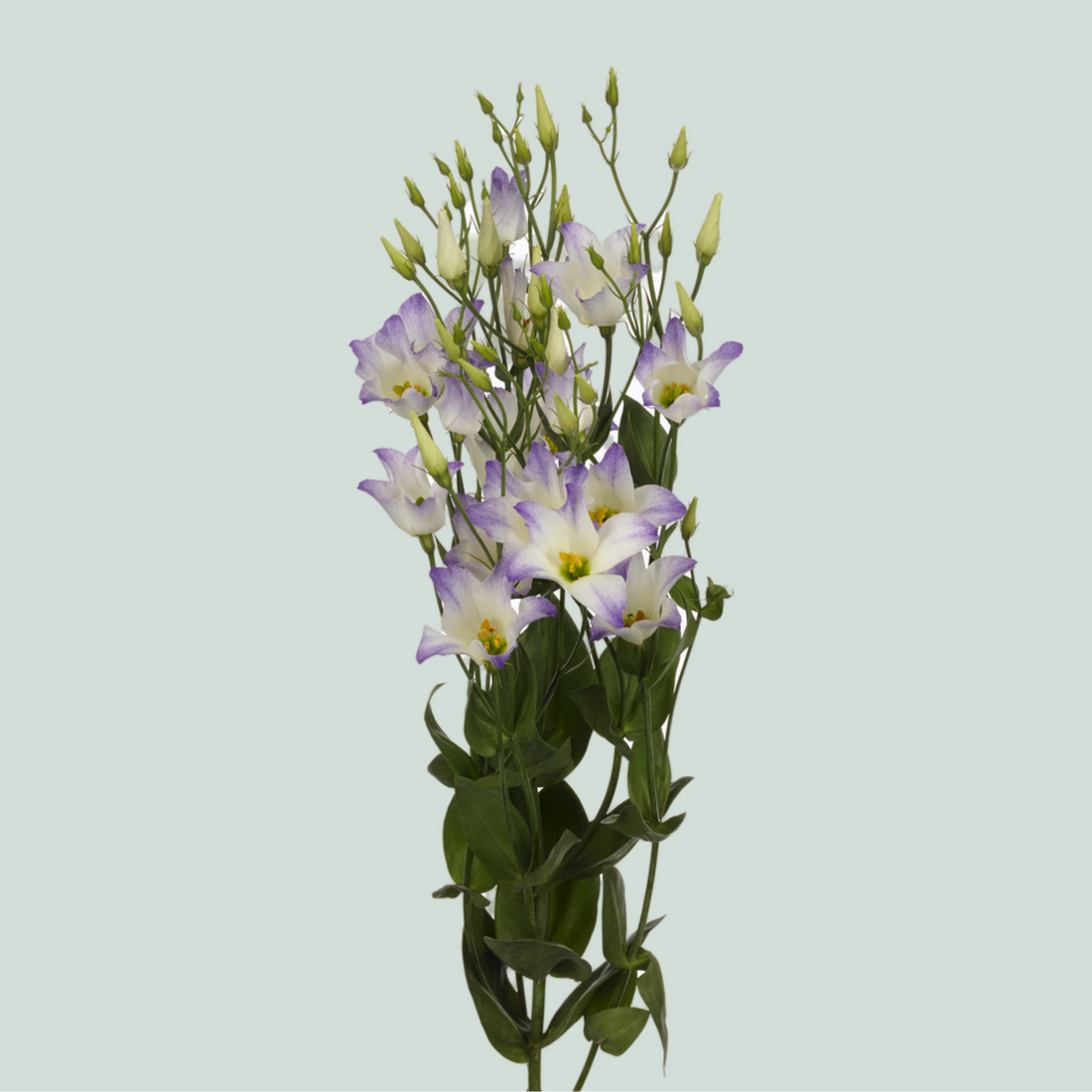 Eustoma Botanic Squash (10 Stems) – All Occasions Wholesale