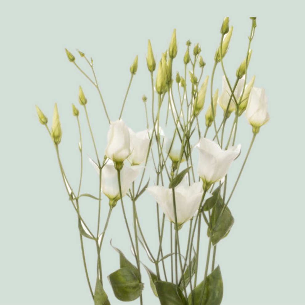 Lisianthus Botanic white (10 Stems) – All Occasions Wholesale