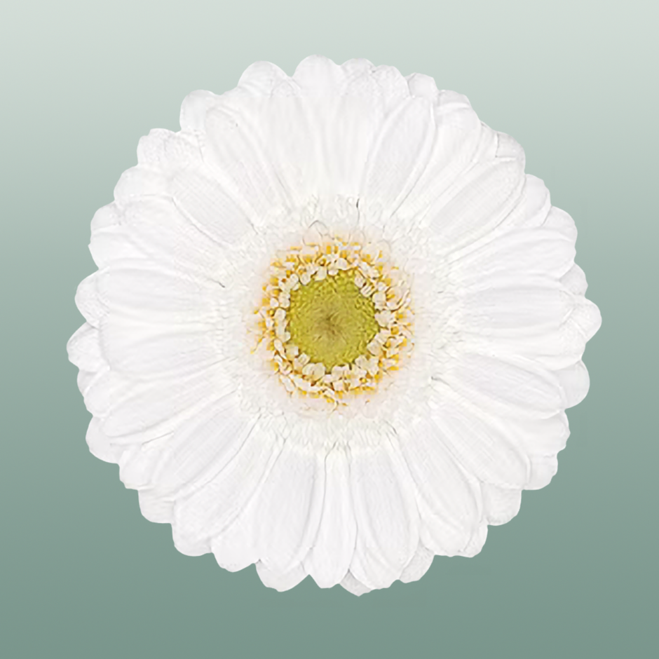 Germini – All Occasions Wholesale