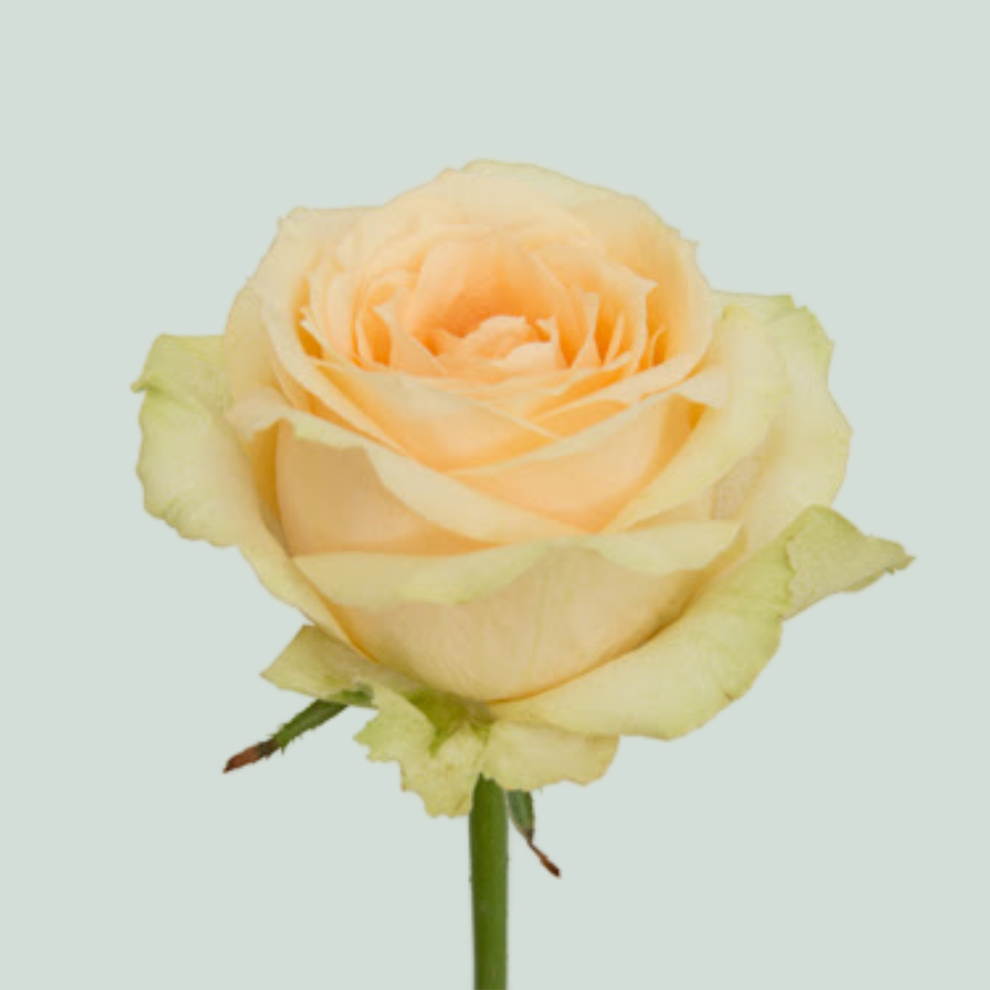 Rose Magic Avalanche + – All Occasions Wholesale