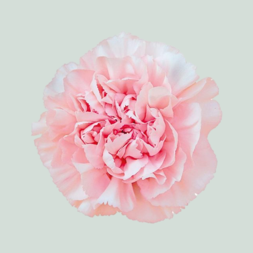 Carnation Standard Maruchi (20 Stems) – All Occasions Wholesale