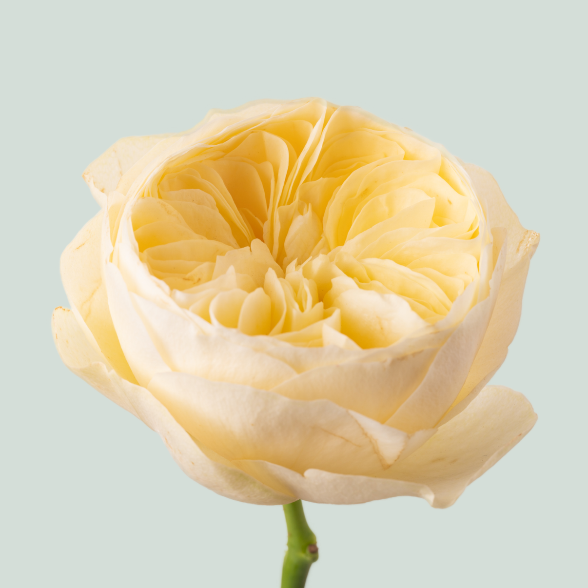 Rose Nona (20 Stems) – All Occasions Wholesale