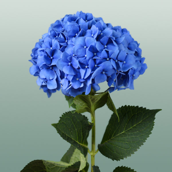 Hydrangea Pimpernel (10 Stems) – All Occasions Wholesale