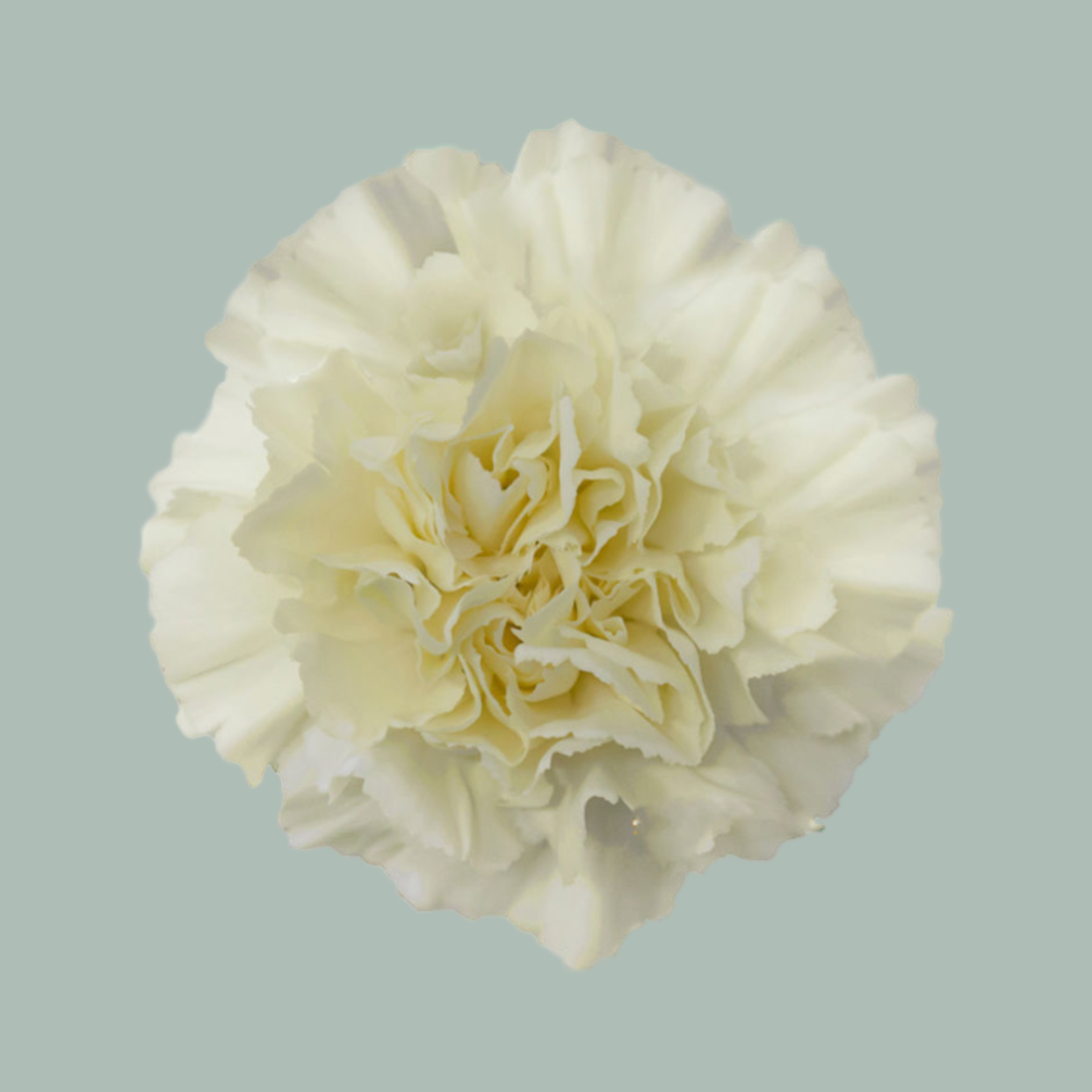 Carnation Standard Rodas (20 Stems) – All Occasions Wholesale