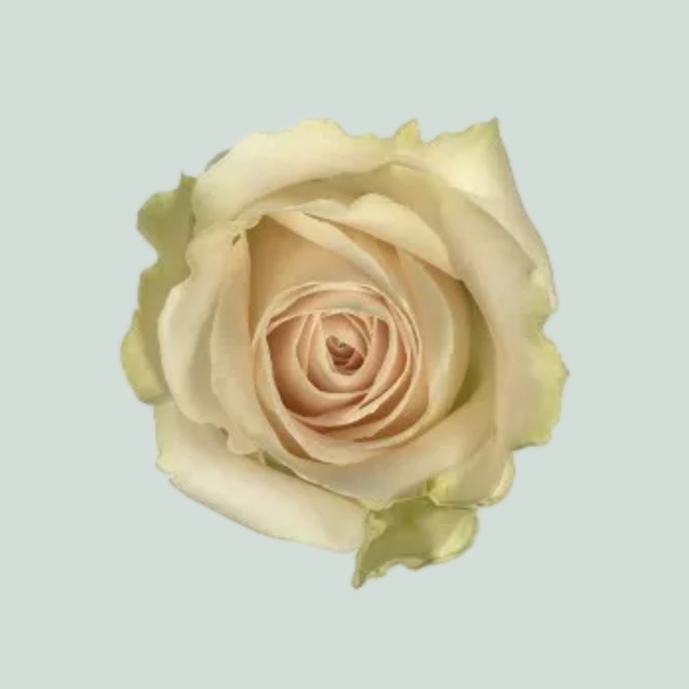 Rose Avalanche Lovely (20 Stems) – All Occasions Wholesale