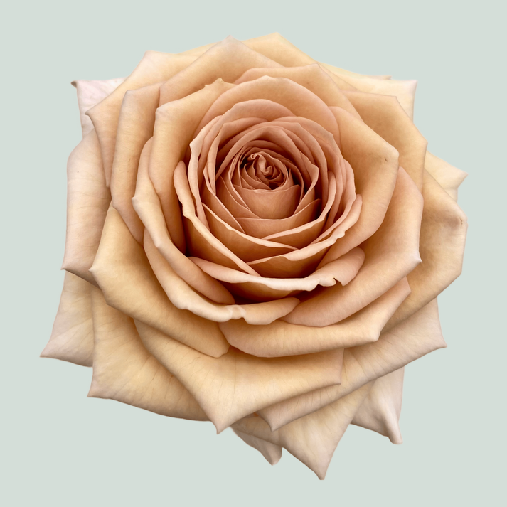 Rose Bailey (20 Stems) – All Occasions Wholesale