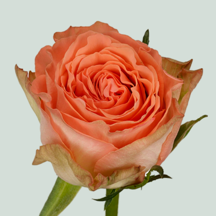 Rose Barbarella (20 Stems) – All Occasions Wholesale