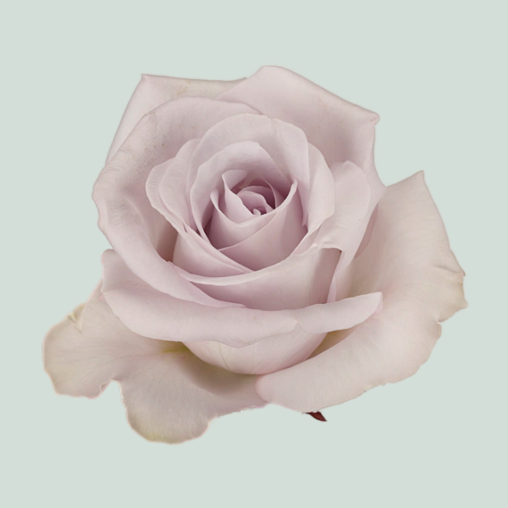 Rose Bounty Way (20 Stems) – All Occasions Wholesale