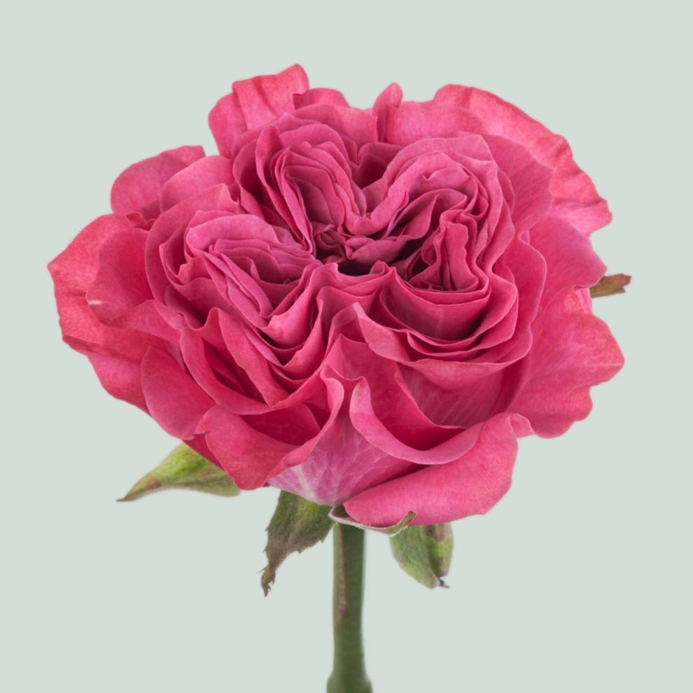 Rose Country Blues (20 Stems) – All Occasions Wholesale