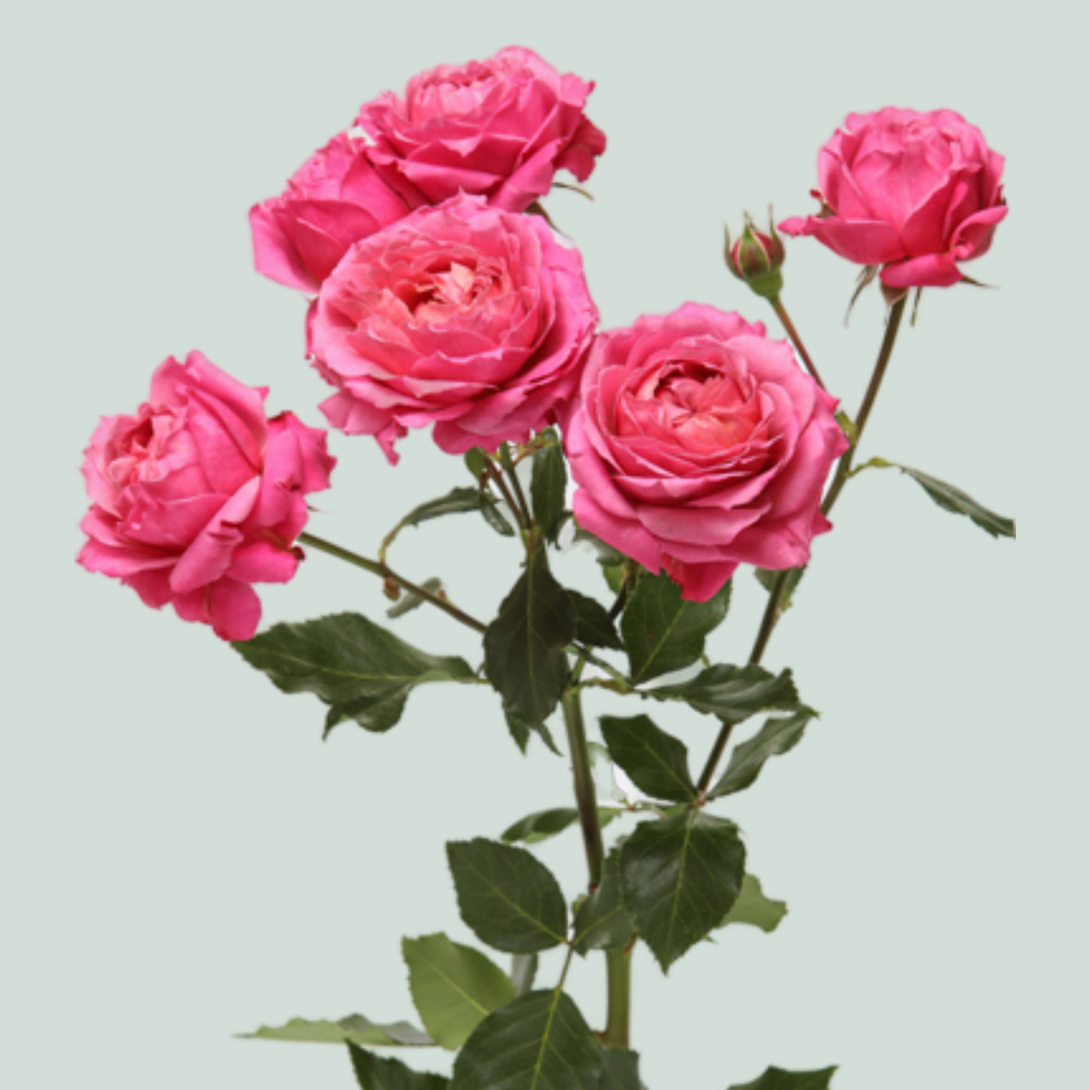 Rose Garden Spray Julieta (24 Stems) – All Occasions Wholesale