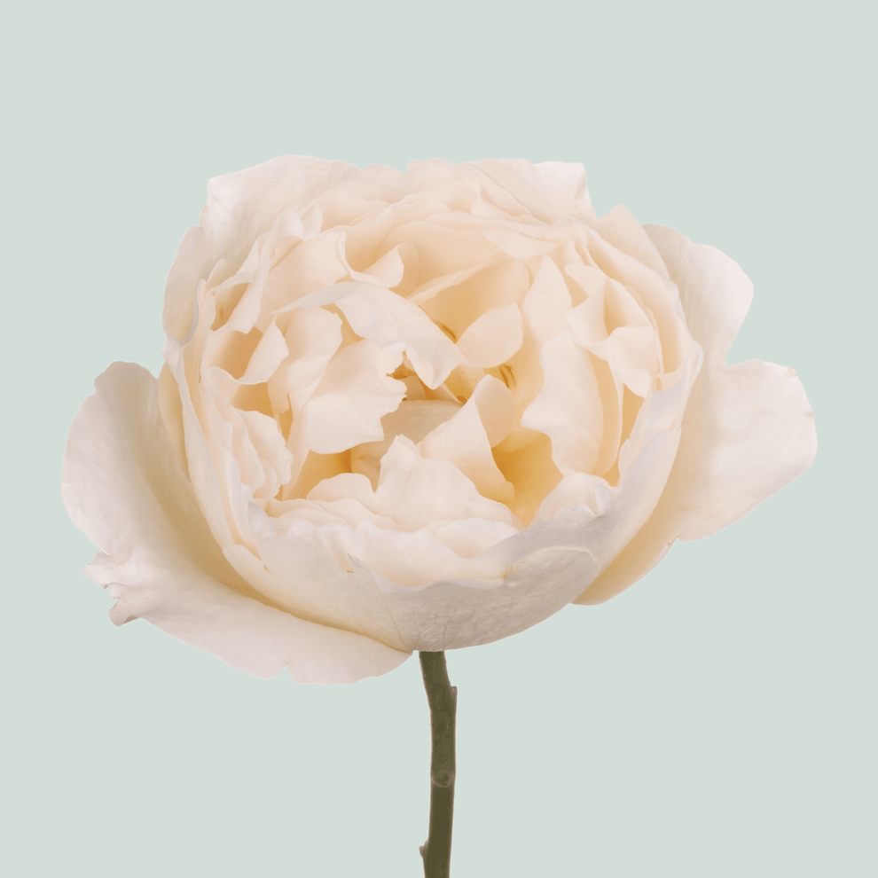 Rose Garden Yves Piaget Cream (24 Stems) – All Occasions Wholesale