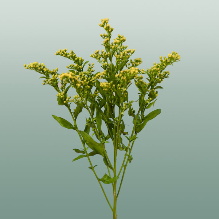 Solidago Carzan Glory (25 Stems) – All Occasions Wholesale